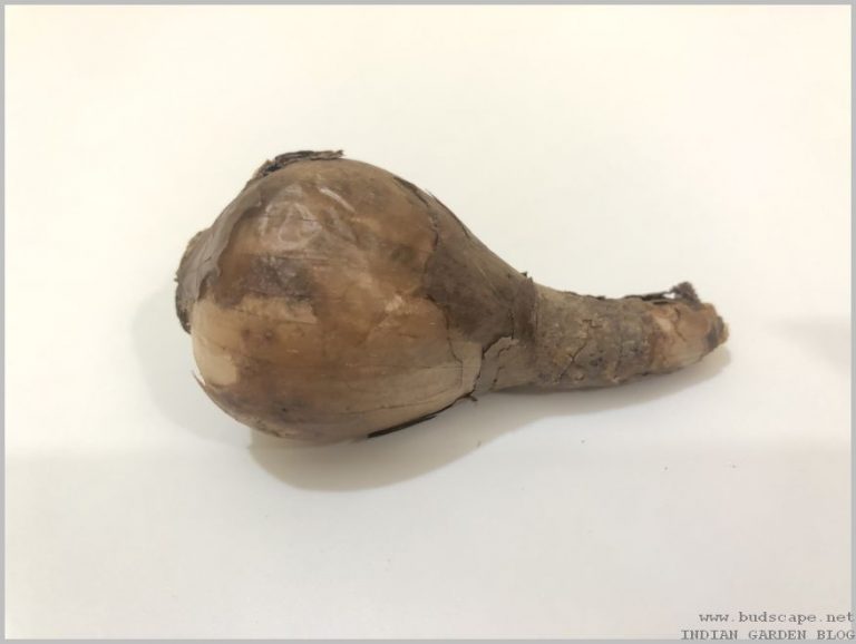 FLOWER BULBS IDENTIFICATION - SUMMER | GARDENING FOR BEGINNERS