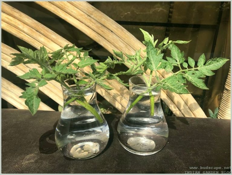 Root tomato cuttings grow in water – Propagation tips – GARDENING FOR ...