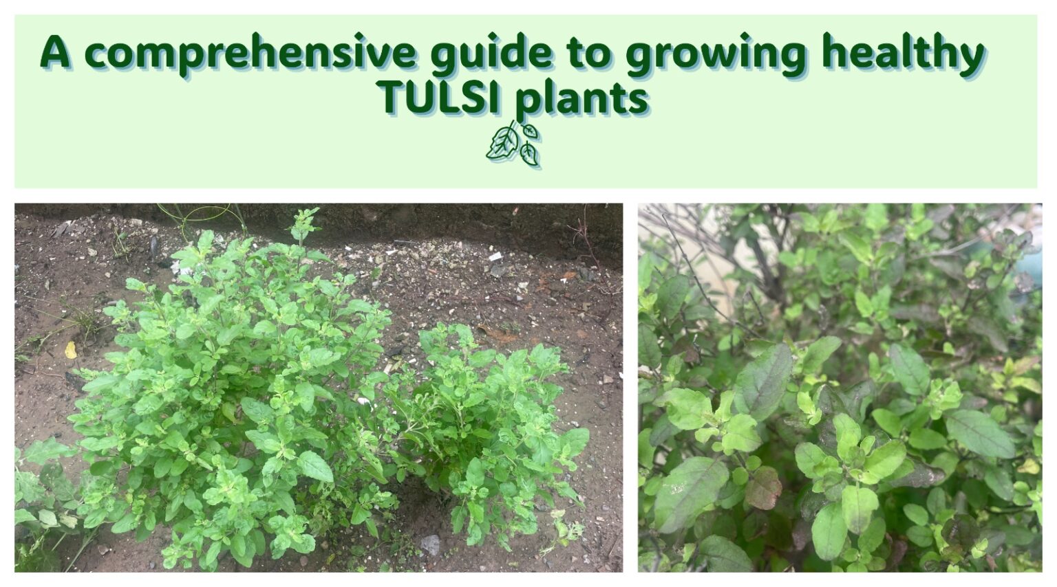 Growing TULSI (Holy Basil) healthy plants at home – A comprehensive ...