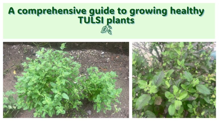 Growing TULSI (Holy Basil) healthy plants at home – A comprehensive ...