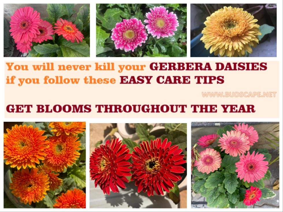 WHY IS GERBERA DAISY PLANT NOT BLOOMING? GROW LOTS OF FLOWERS WITH ...