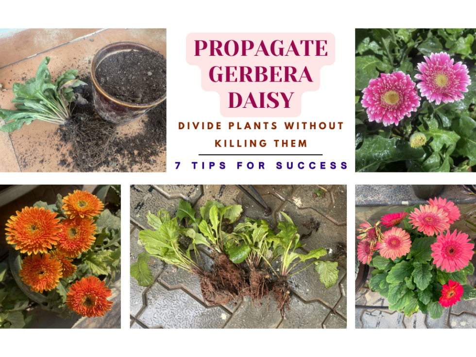 HOW TO PROPAGATE GERBERA DAISY FLOWERS | DIVIDE PLANTS WITHOUT KILLING ...